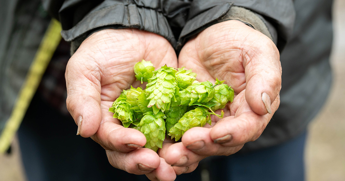 To protect Japanese hops. Kirin supports community development in Tono City, a production area ...